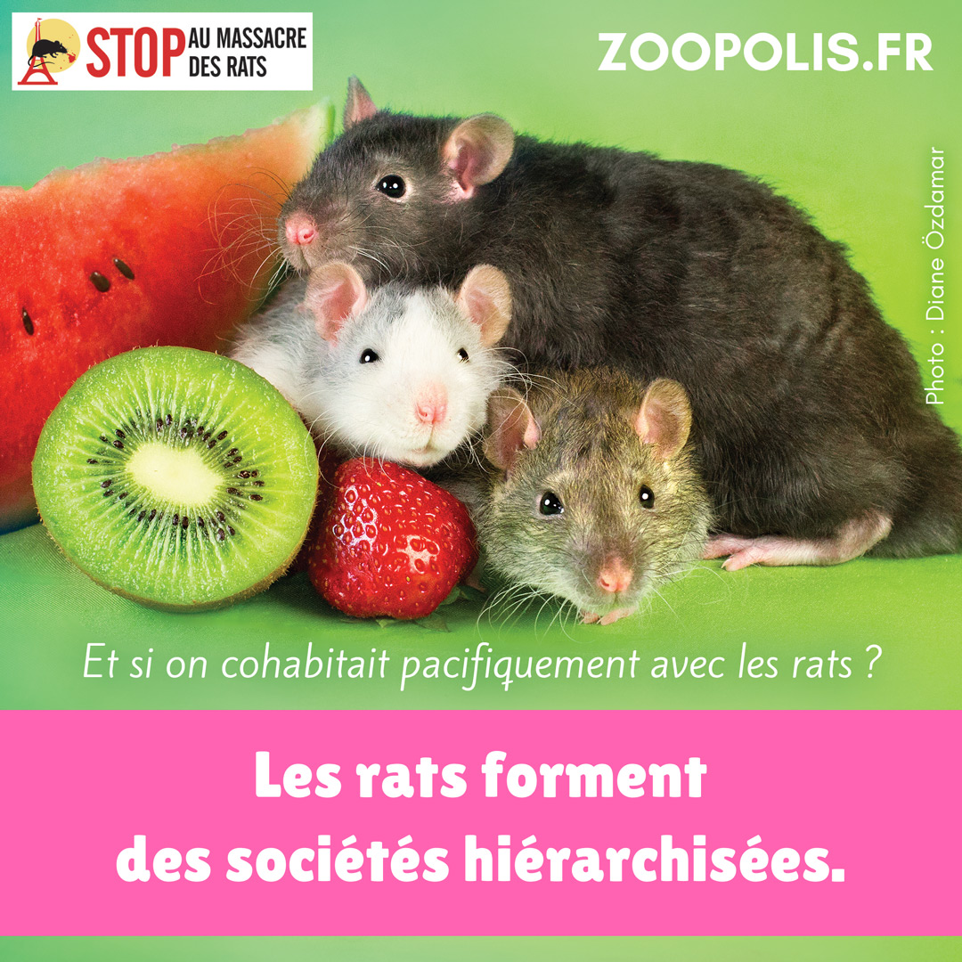 Stop au massacre des rats - PAZ