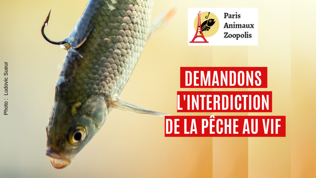 Interdisons la pêche au vif - PAZ