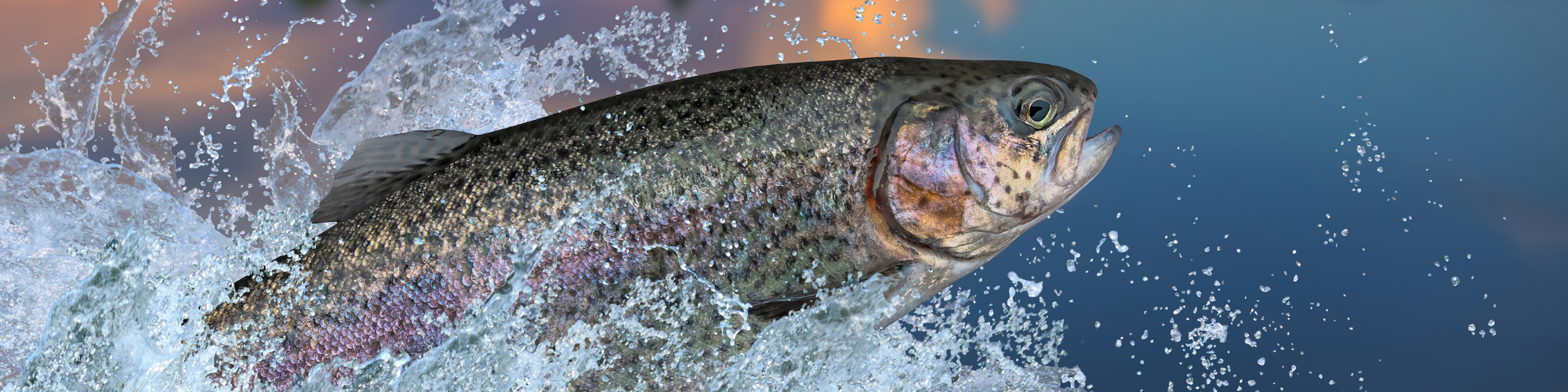 Les poissons ressentent la douleur - PAZ