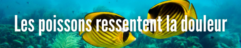 Les poissons ressentent la douleur - PAZ