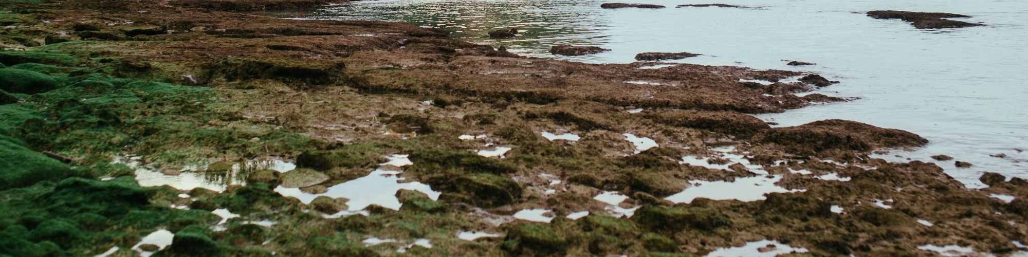 Une mémoire de poisson rouge ? - PAZ