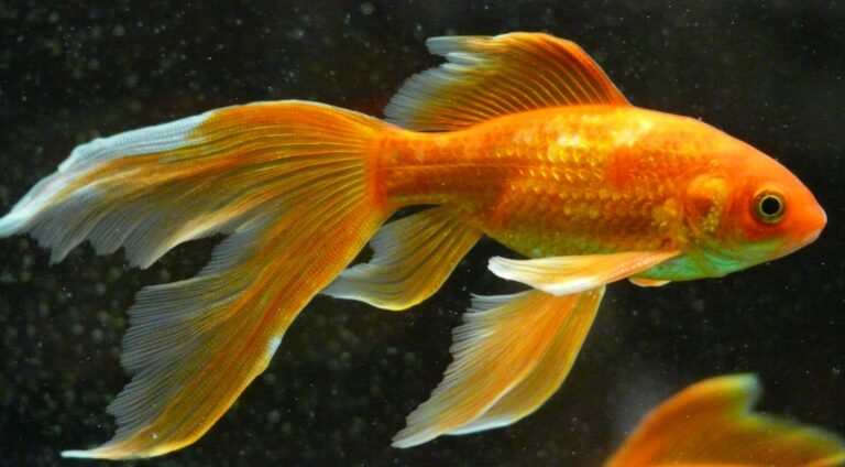 Une mémoire de poisson rouge ? - PAZ