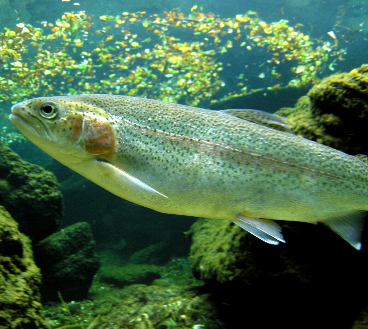 Une mémoire de poisson rouge ? - PAZ