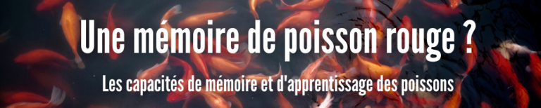 Une mémoire de poisson rouge ? - PAZ