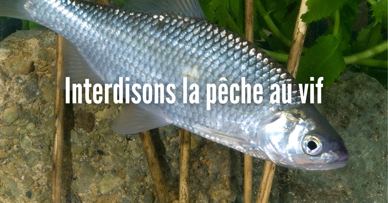 Interdisons la pêche au vif - PAZ