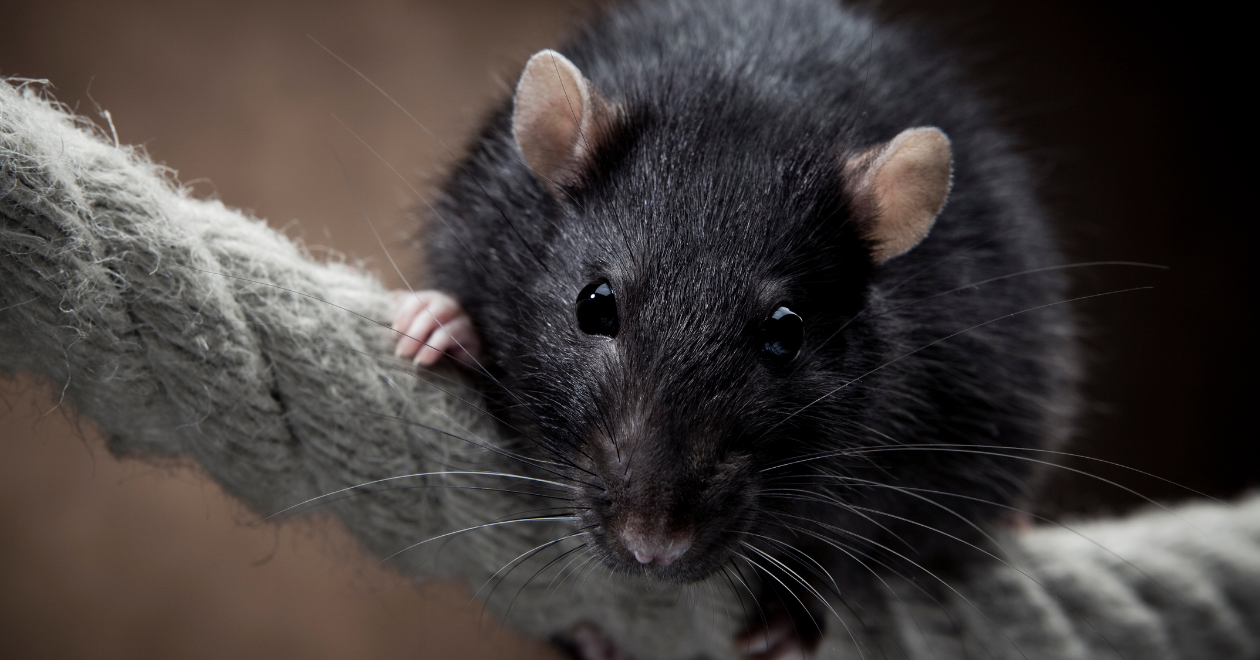 Le rire chez les rats - PAZ