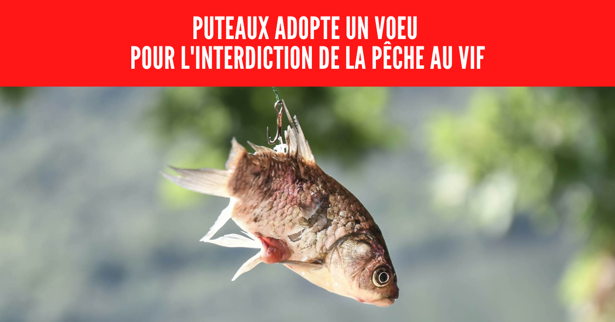 Puteaux adopte un voeu pour l’interdiction de la pêche au vif - PAZ