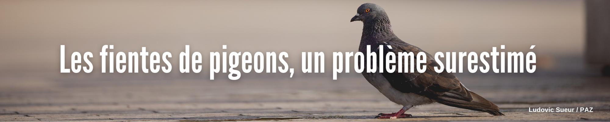 Les fientes de pigeons, un problème surestimé - PAZ