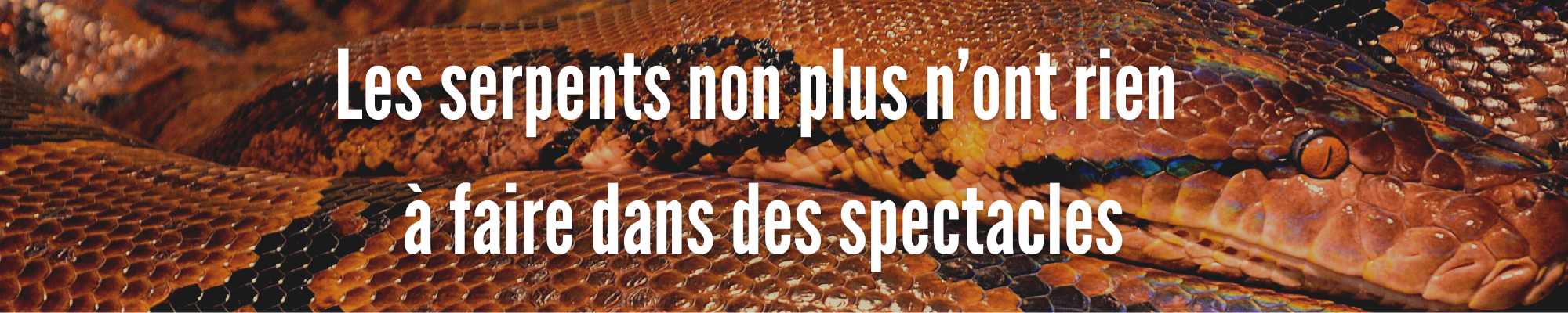 Les serpents non plus n’ont rien à faire dans des spectacles - PAZ