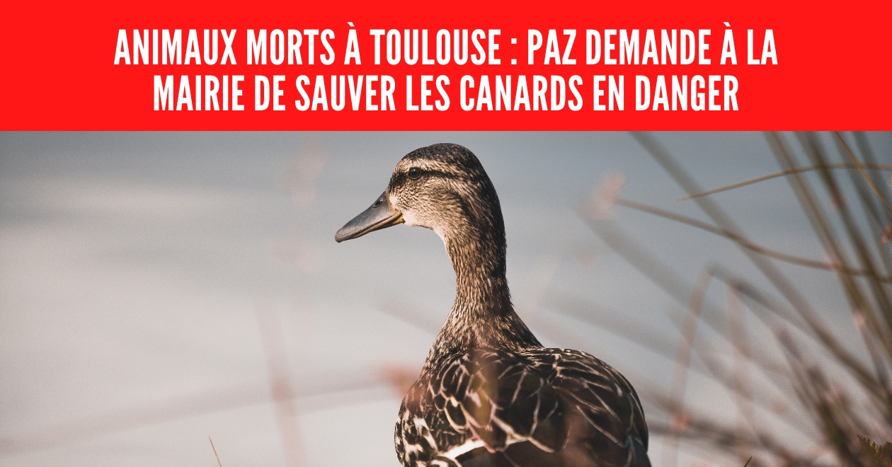 Animaux morts à Toulouse : PAZ demande à la Mairie de sauver les ...
