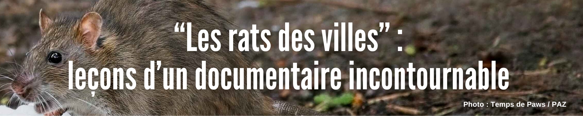 “Les rats des villes” : leçons d’un documentaire incontournable - PAZ