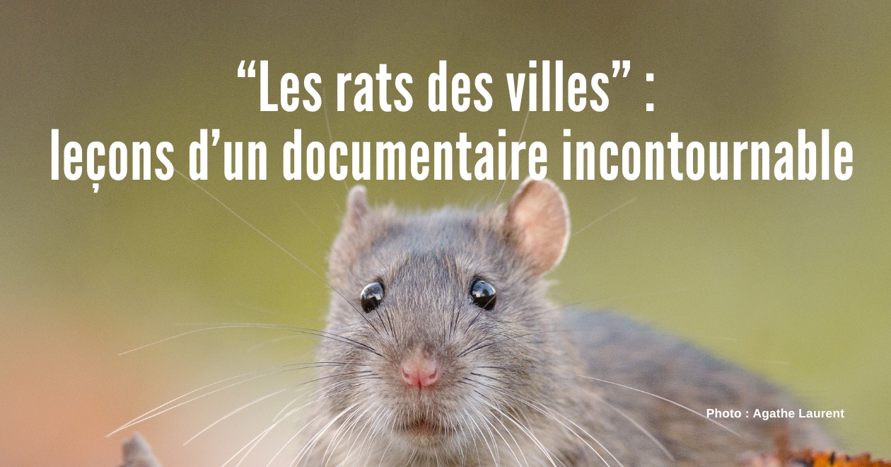 “Les rats des villes” : leçons d’un documentaire incontournable - PAZ