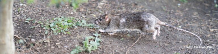 “Les rats des villes” : leçons d’un documentaire incontournable - PAZ