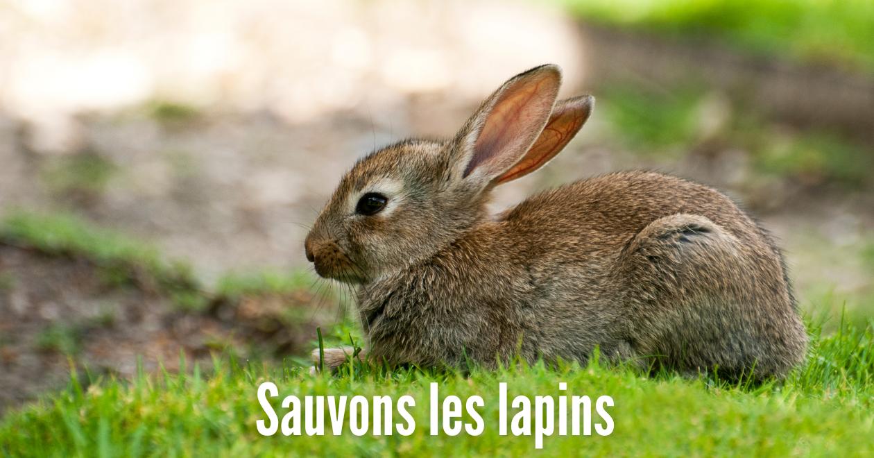 SAUVONS les lapins - PAZ