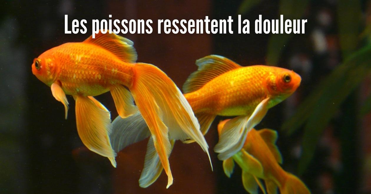 Les poissons ressentent la douleur - PAZ